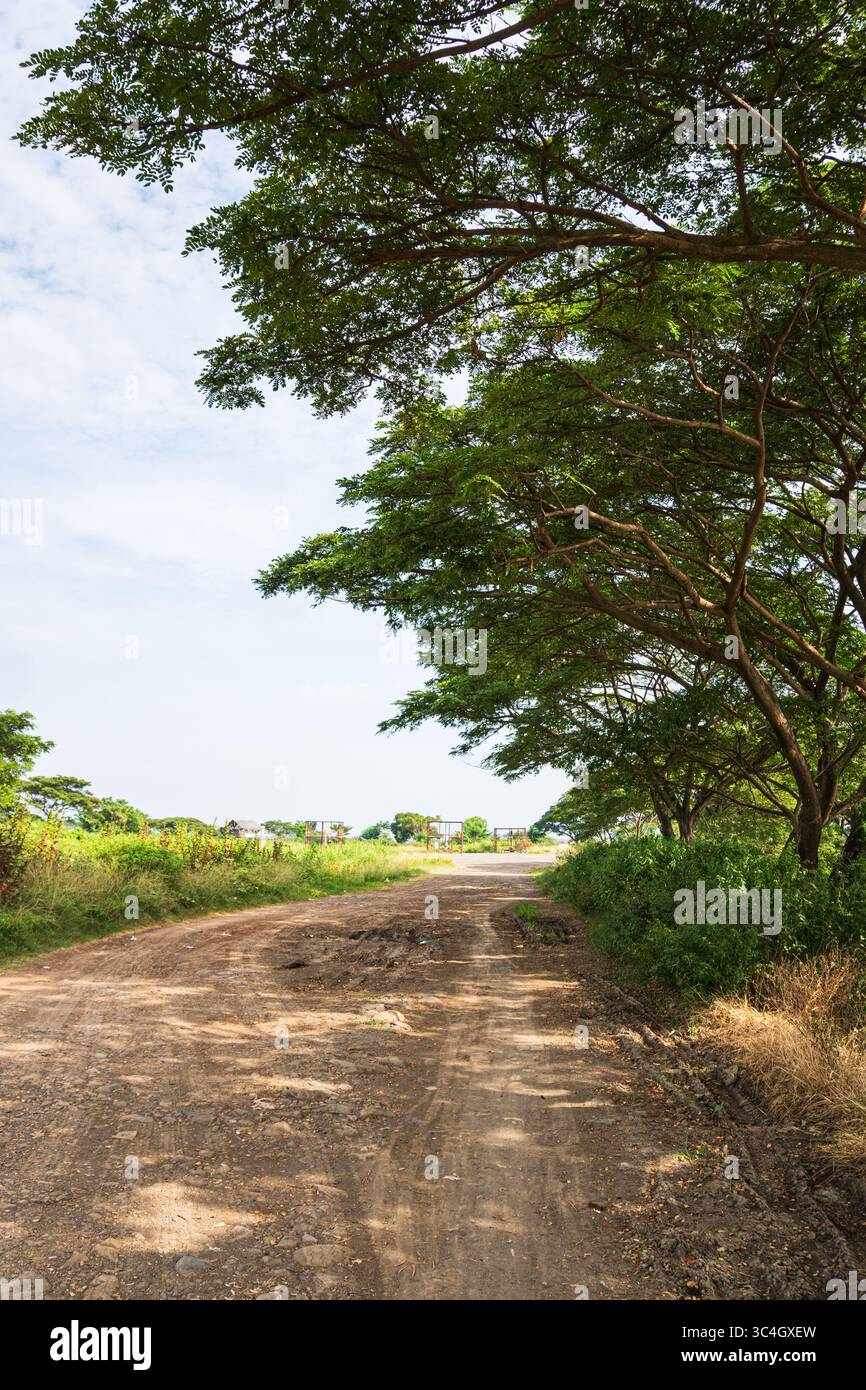 Straight dirt road shaded by a large tree on the right side. Ideal for ...