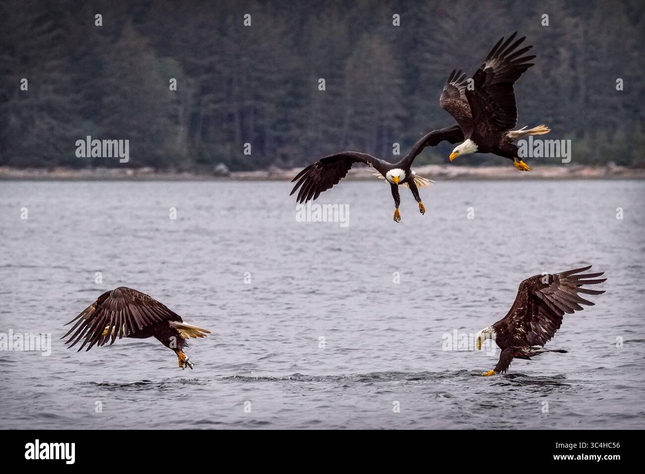 Bald eagles fishing on a herring ball in Blackfish Sound, First Nations ...