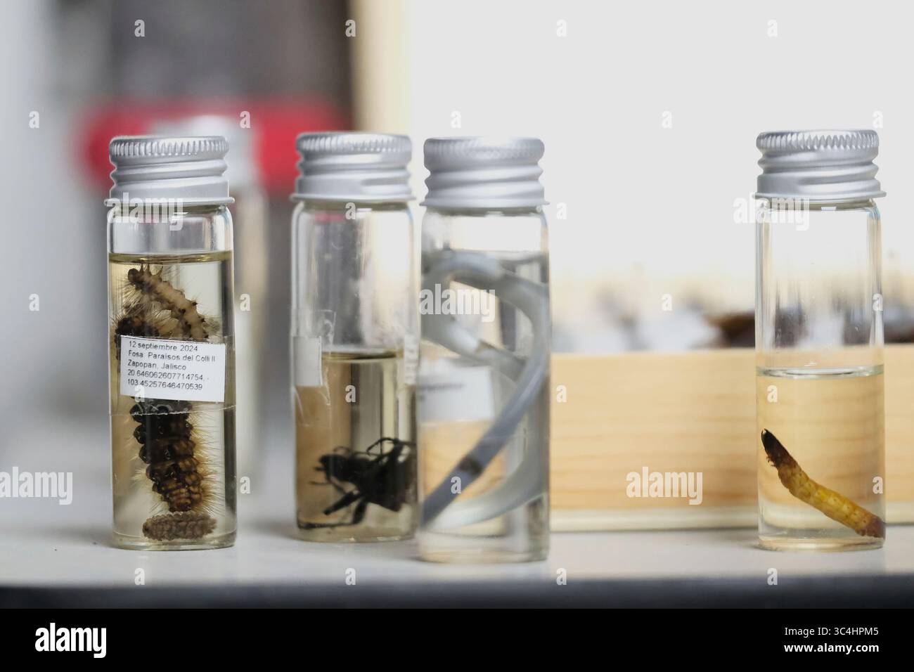 Crawling creatures collected from clandestine graves are preserved in ...