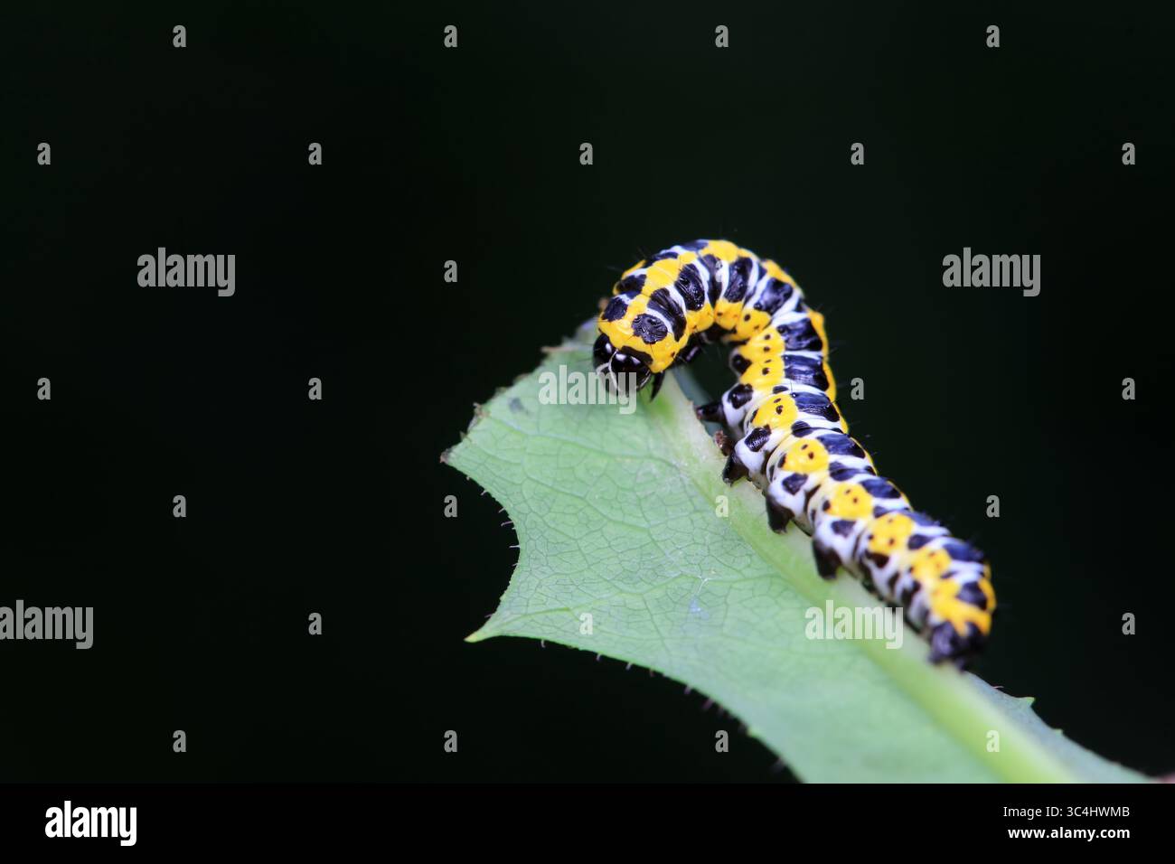 Lepidoptera Noctuidae larvae live on wild plants, North China Stock ...