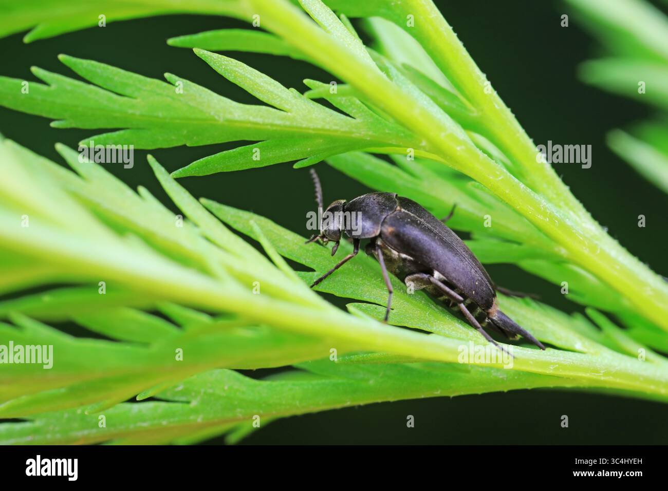 Coleoptera flower fleas crawling on weeds Stock Photo - Alamy