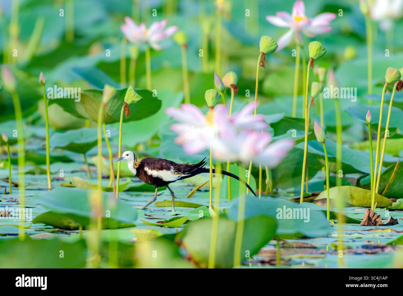 The pheasant-tailed jacana is a jacana in the monotypic genus ...