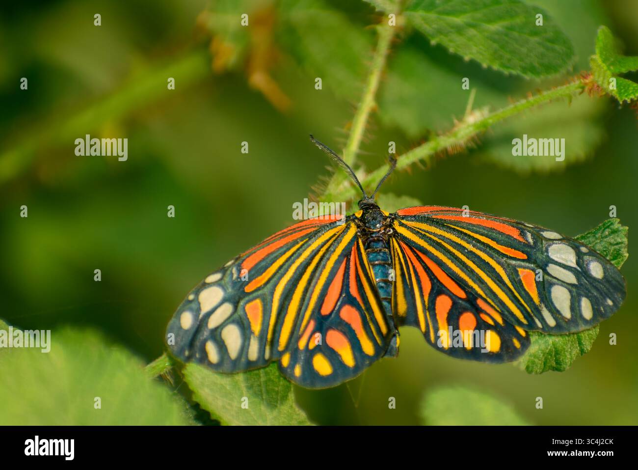 Campylotes hi-res stock photography and images - Alamy