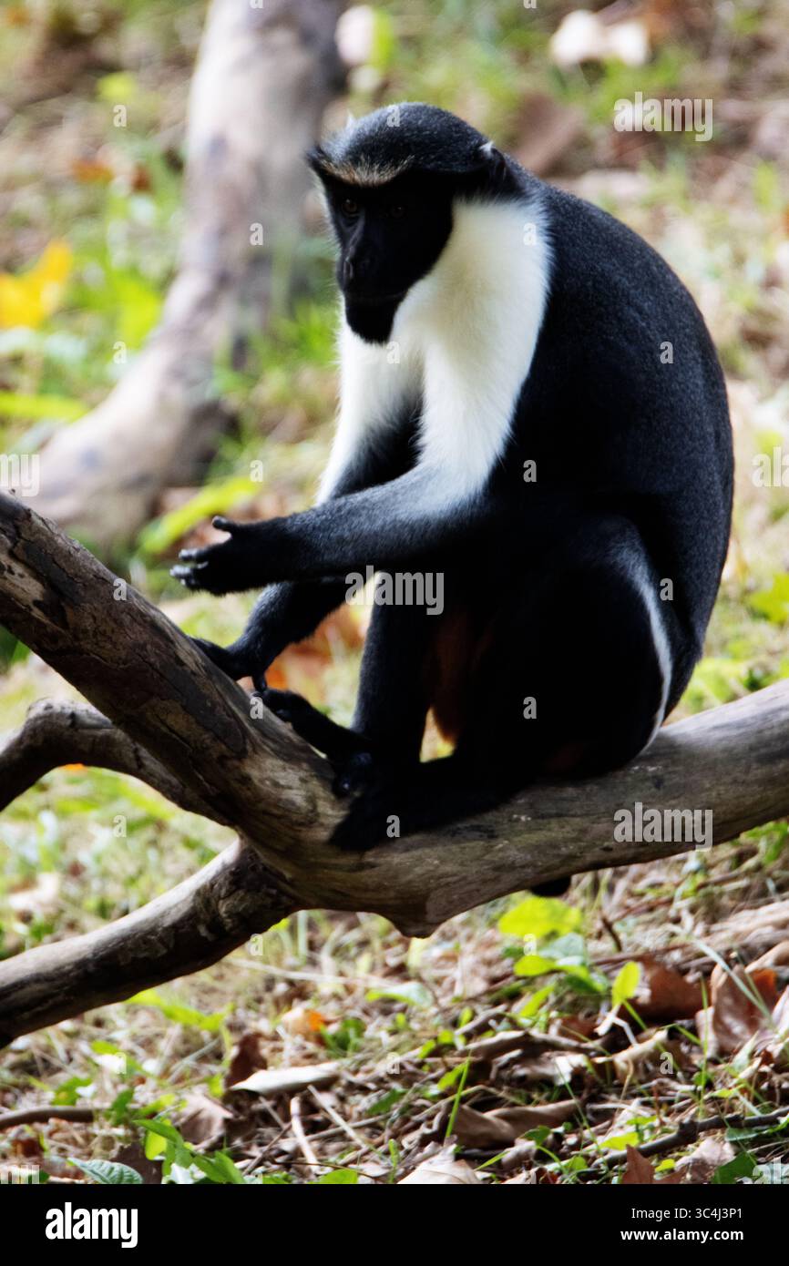 a single Diana monkey (Cercopithecus diana) isolated on a natural green ...