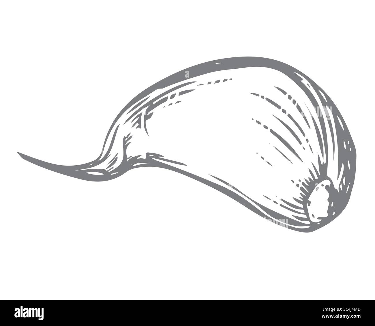 Vector sketch of a garlic clove, hand drawn. Illustration in the style ...