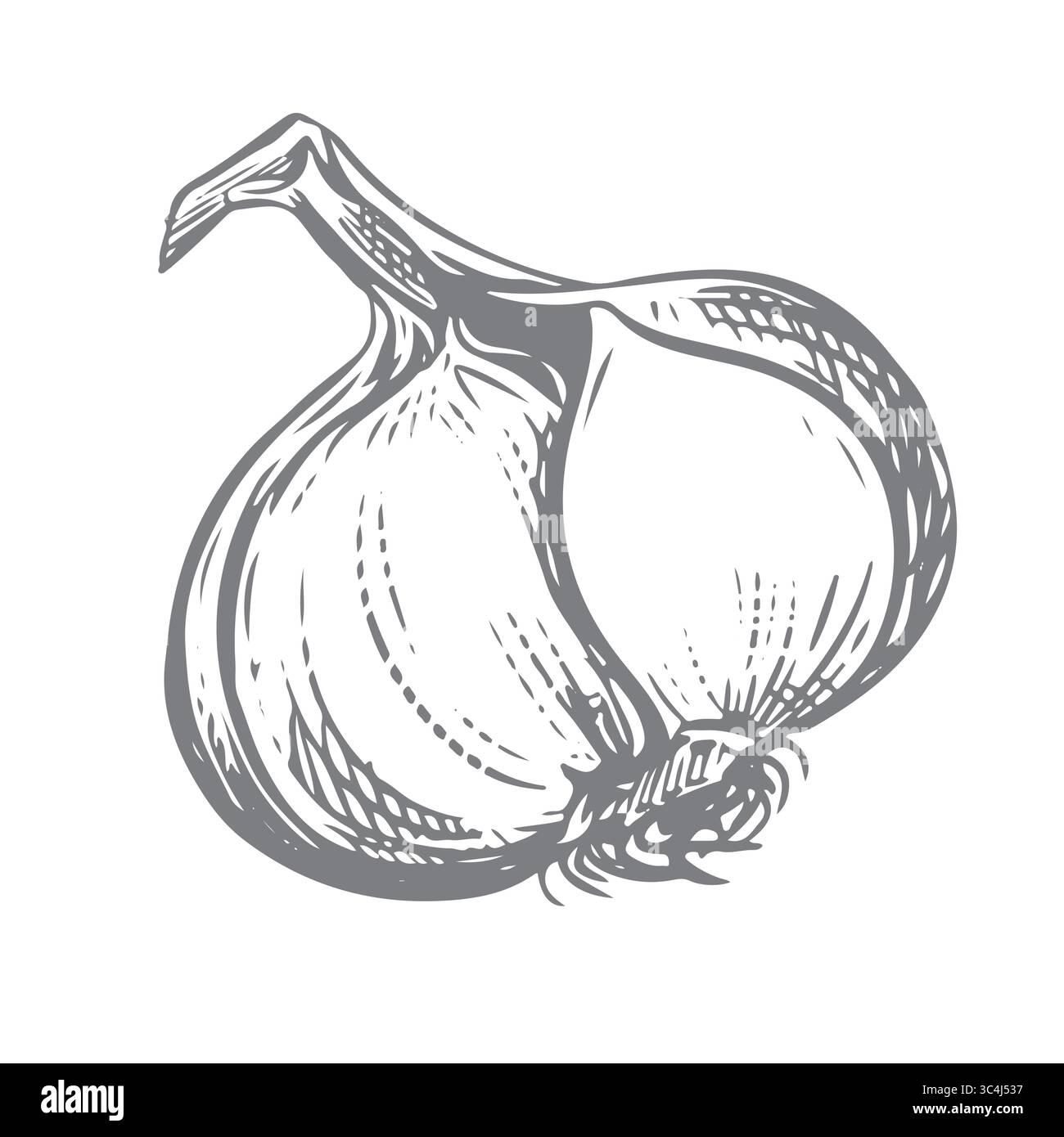 Vector hand drawn sketch of garlic. Head of garlic in engraving style ...