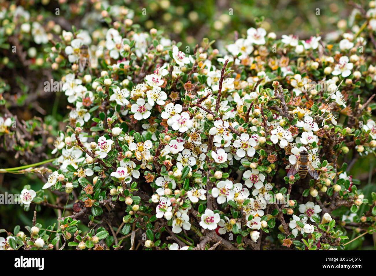 Image showcases the slow-growing Himalayan shrub, Cotoneaster ...