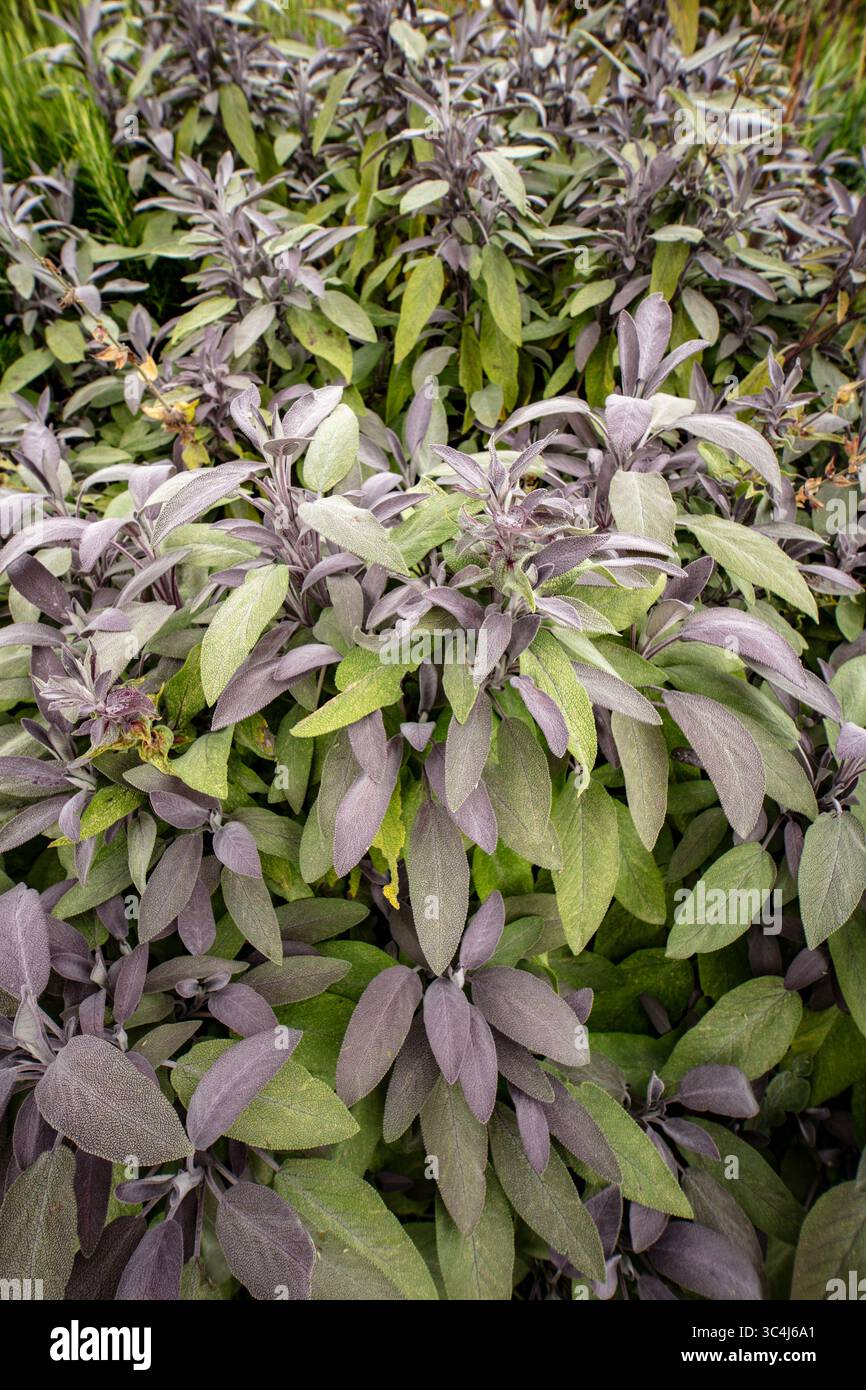 Natural close up food plat patterns of Salvia officinalis, sage, leaves ...
