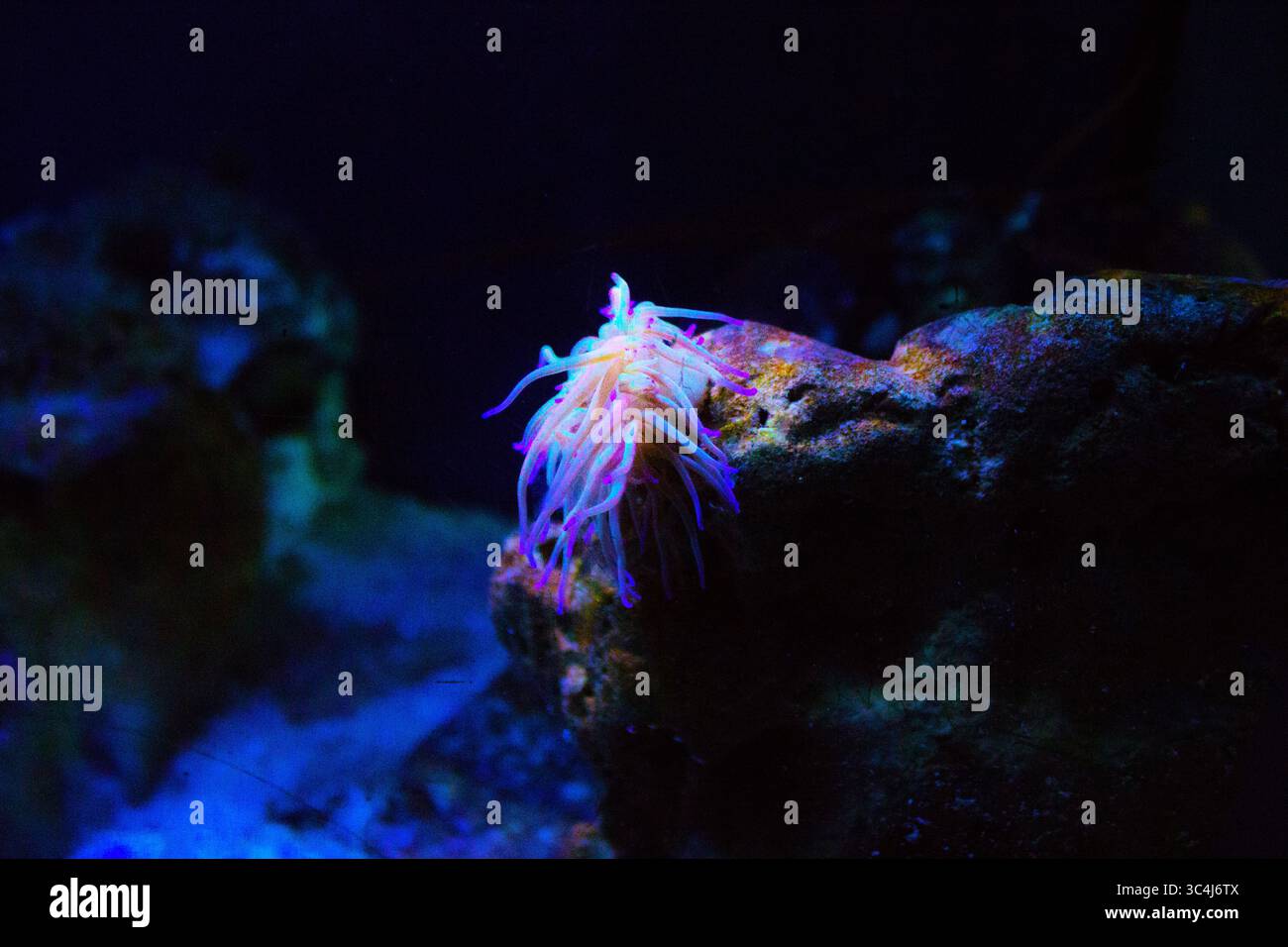 Dark colored anemone on sea hi-res stock photography and images - Alamy