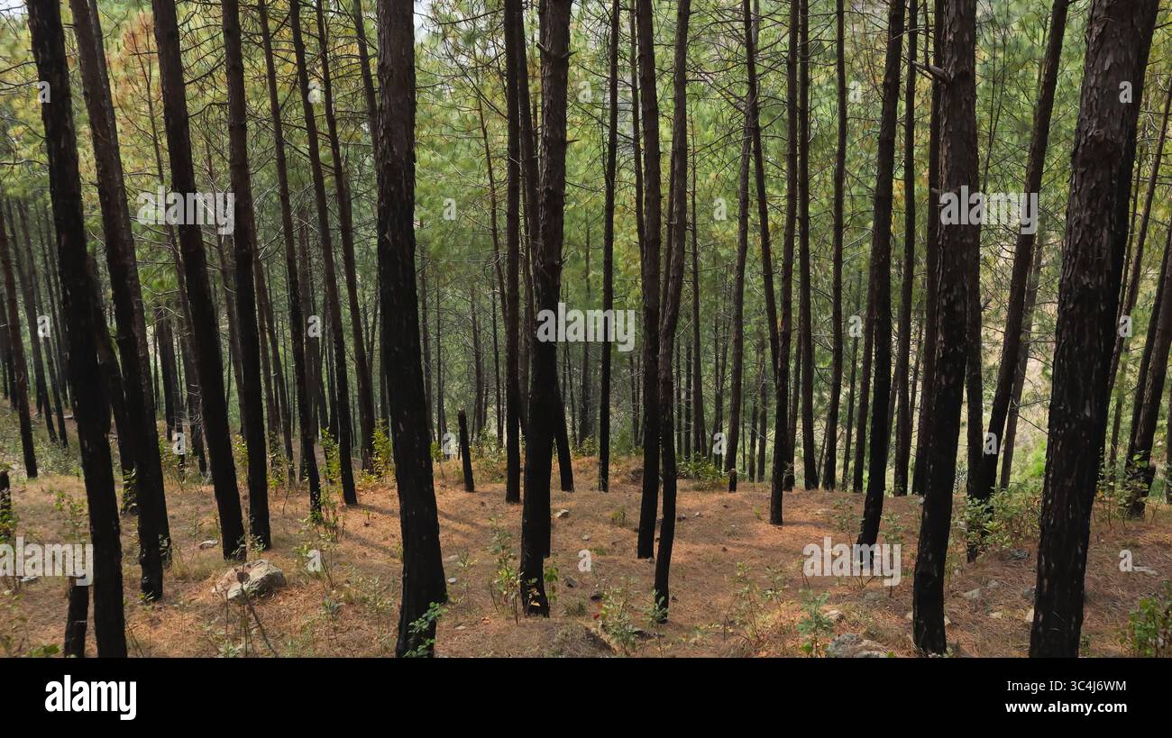 Expansive view of a Pinus roxburghii (Chir Pine) forest in Srinagar ...