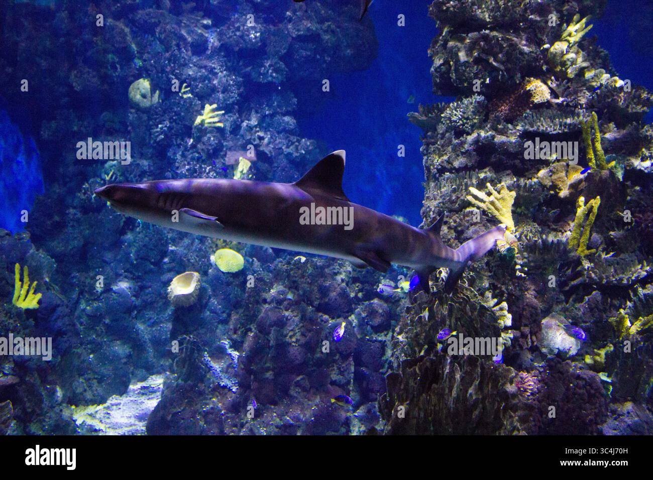 Tiny bright reef fish hi-res stock photography and images - Alamy