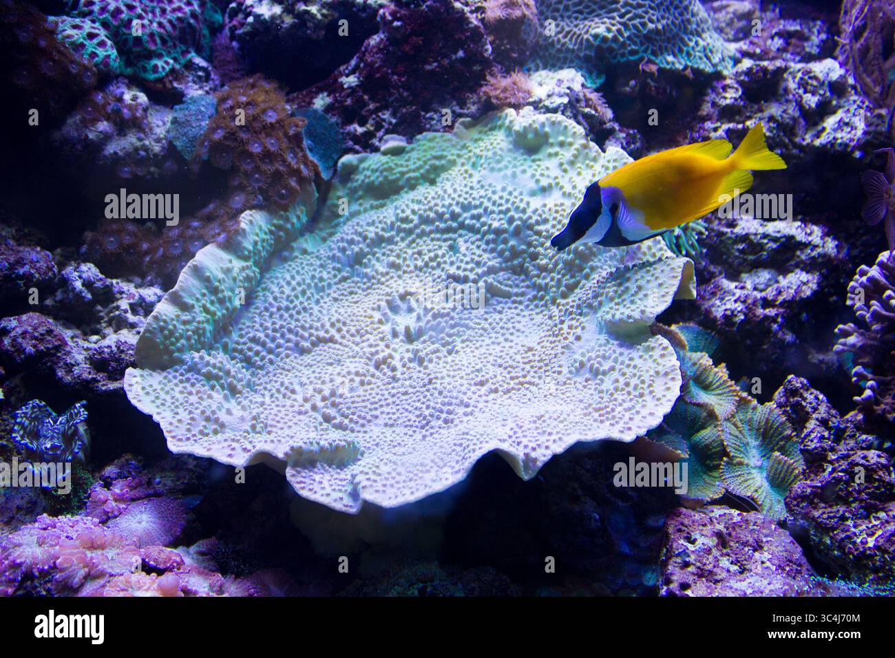 Vibrant fish colors hi-res stock photography and images - Alamy