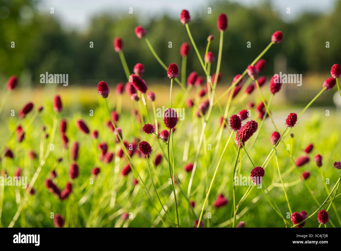 Salad burnet hi-res stock photography and images - Alamy