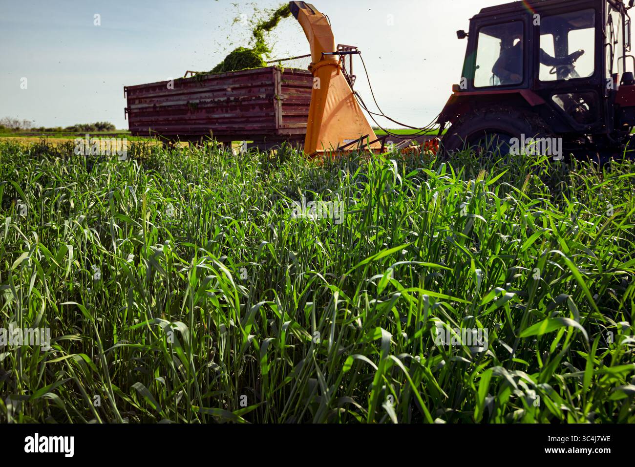 Backlight on silage process for stocking feed animals. Tractor with ...