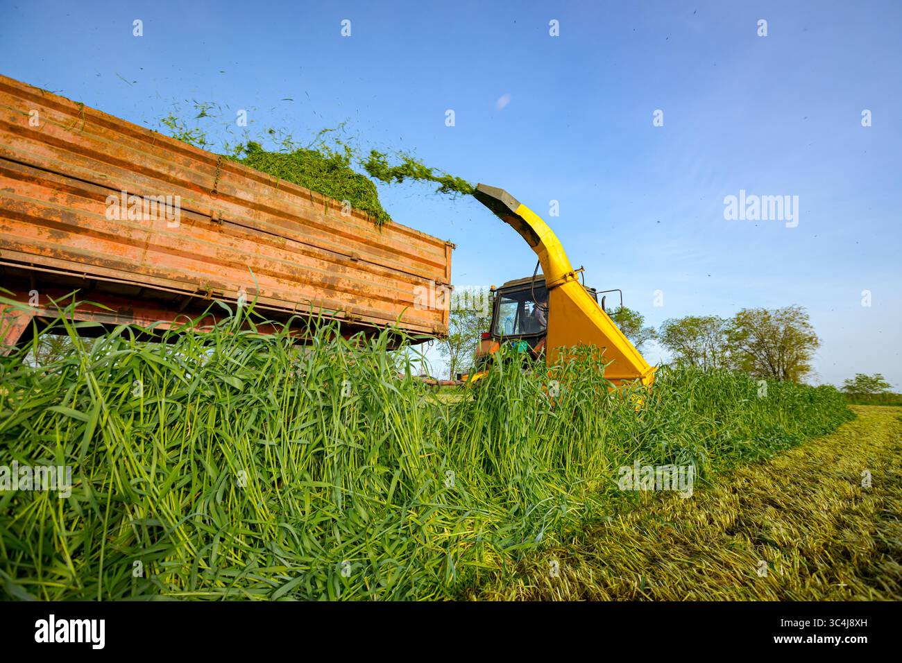 Silage process stocking feed hi-res stock photography and images - Alamy
