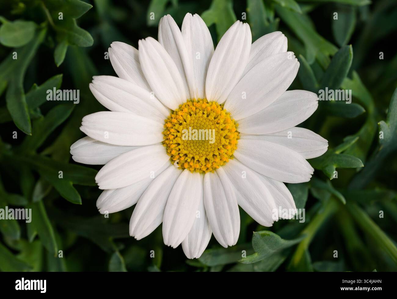 Marguerite daisy flowers in garden hi-res stock photography and images ...