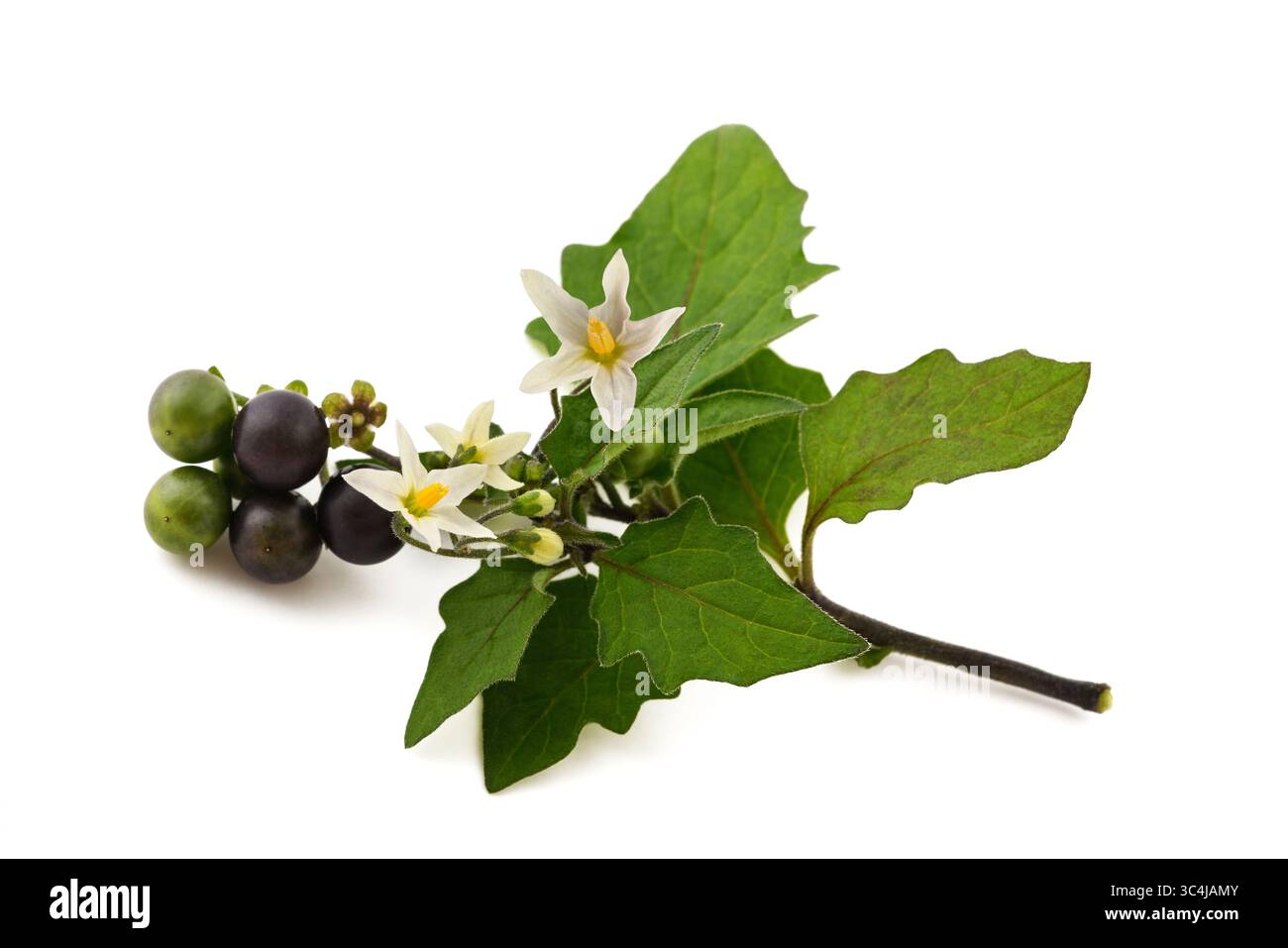 Black nightshade branch with flowers and berry isolated on white ...