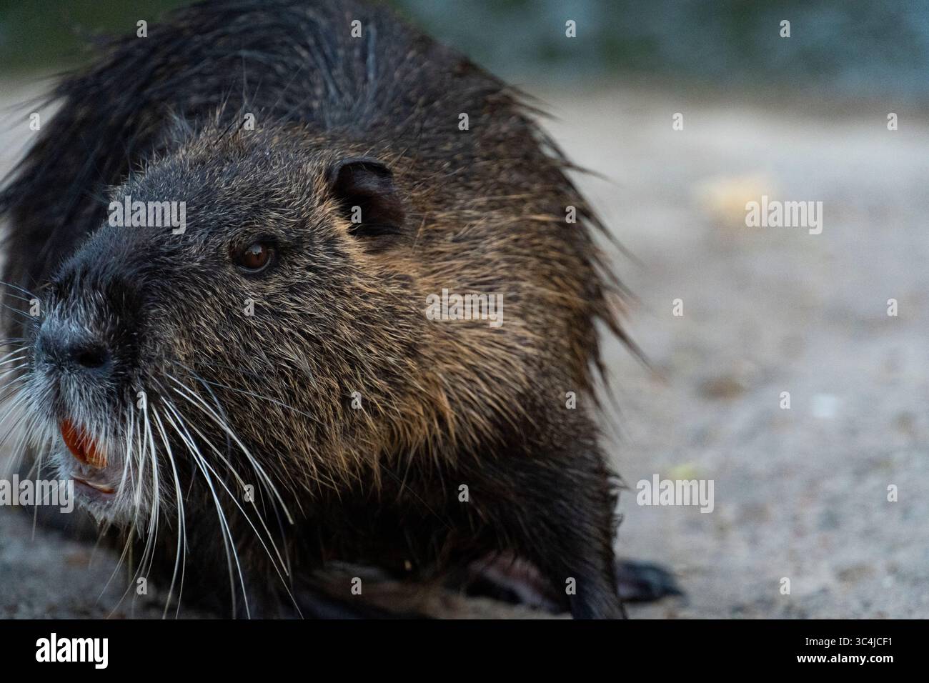 A close-up view of a nutria (coypu) with wet fur, prominent whiskers ...