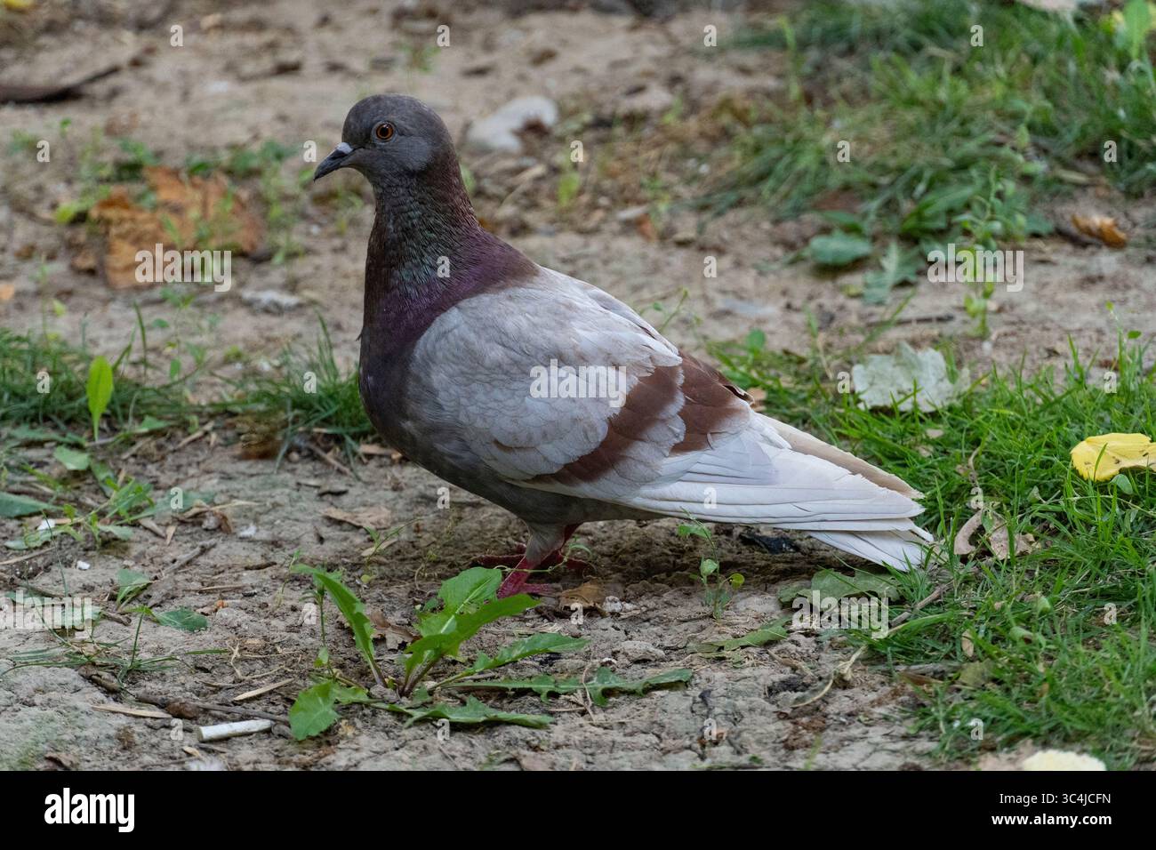 A detailed photograph of a pigeon standing amidst grass and small ...