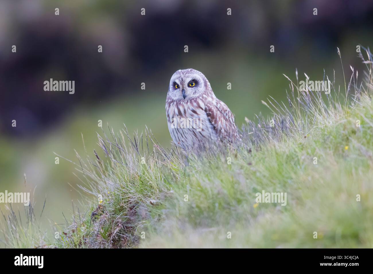 Short-eared Owl on Unst on the Shetlands Scotland Stock Photo - Alamy