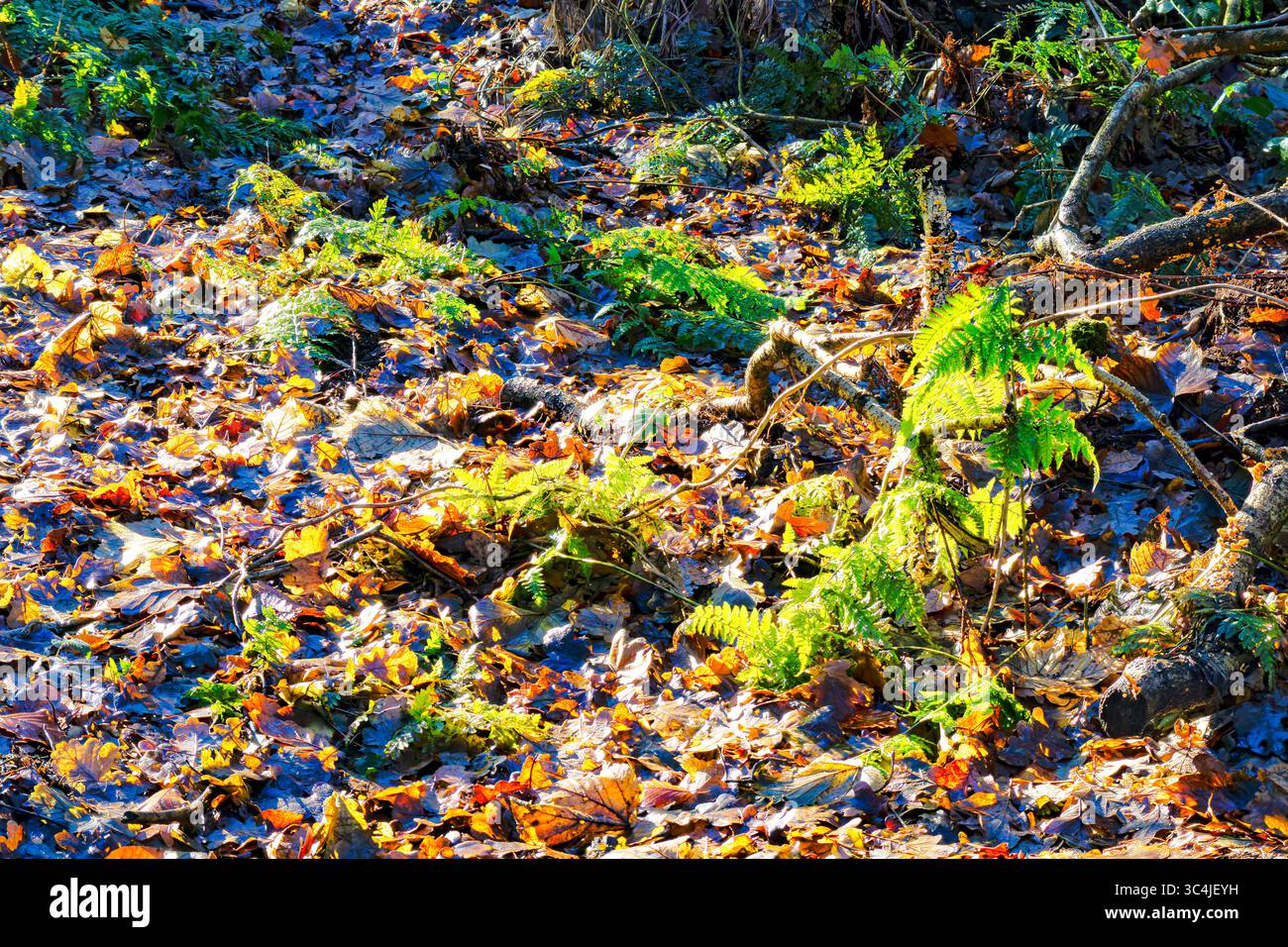 Organic forest patterns hi-res stock photography and images - Alamy