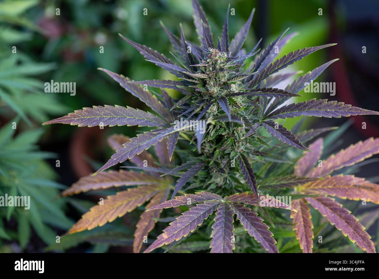Flowering cannabis plant trichomes hi-res stock photography and images ...