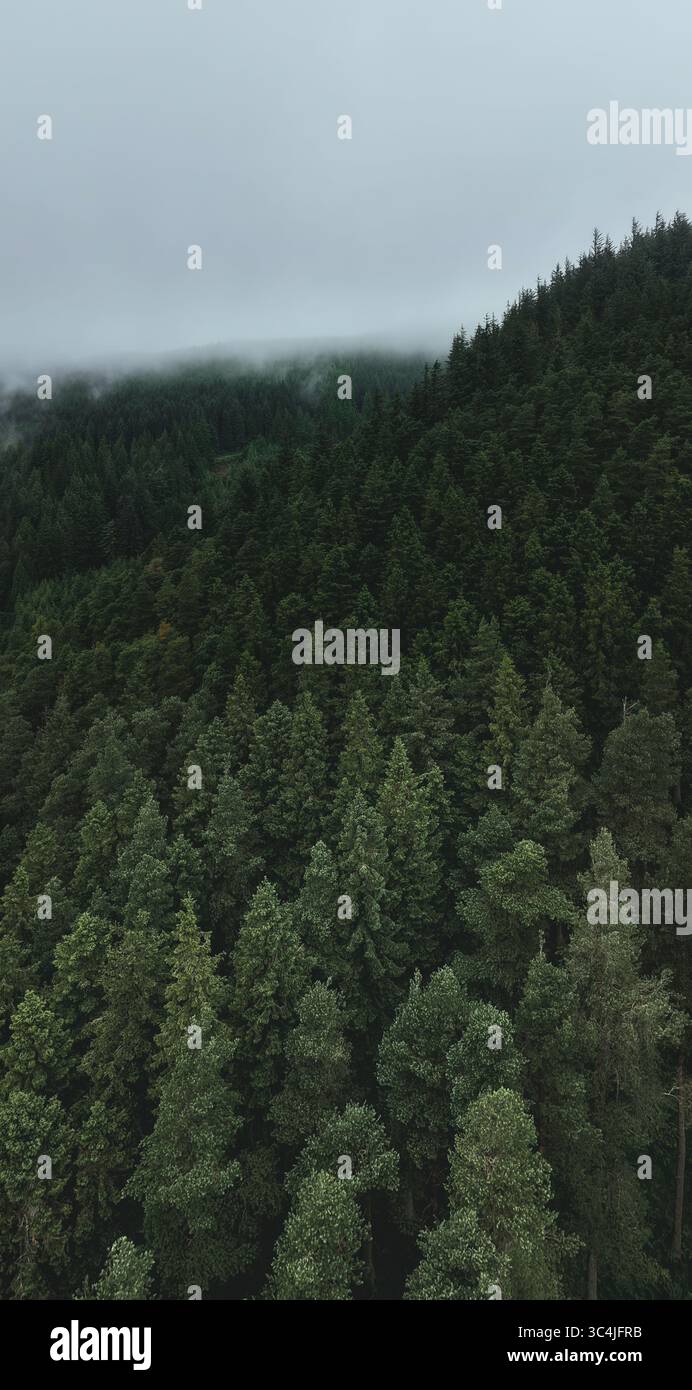 Aerial view dense tree canopy hi-res stock photography and images - Alamy
