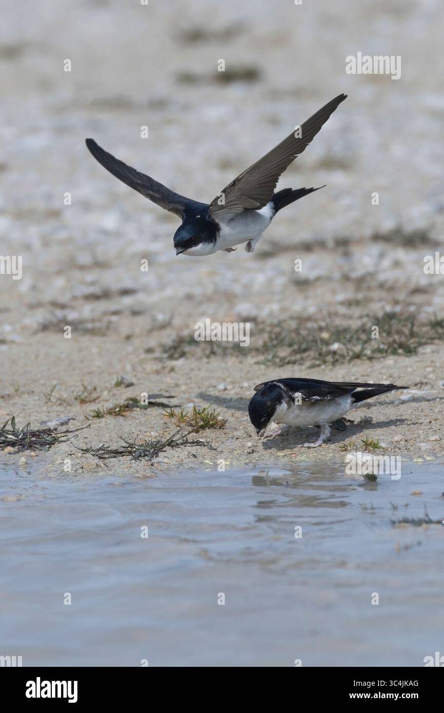 Lhirondelle de fenetre hi-res stock photography and images - Alamy