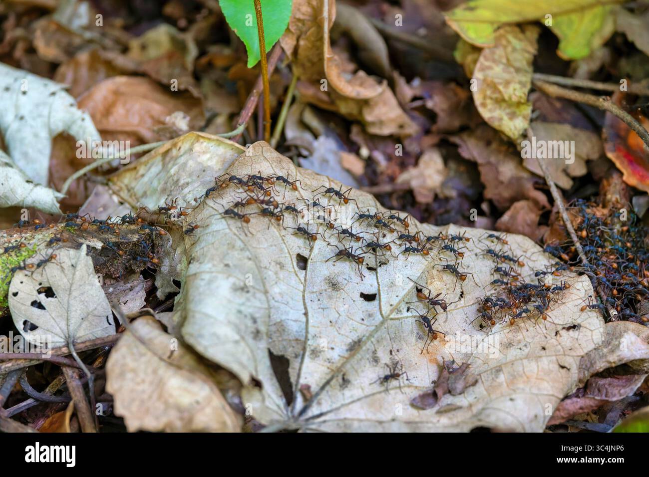 Army ants on ground in hi-res stock photography and images - Alamy