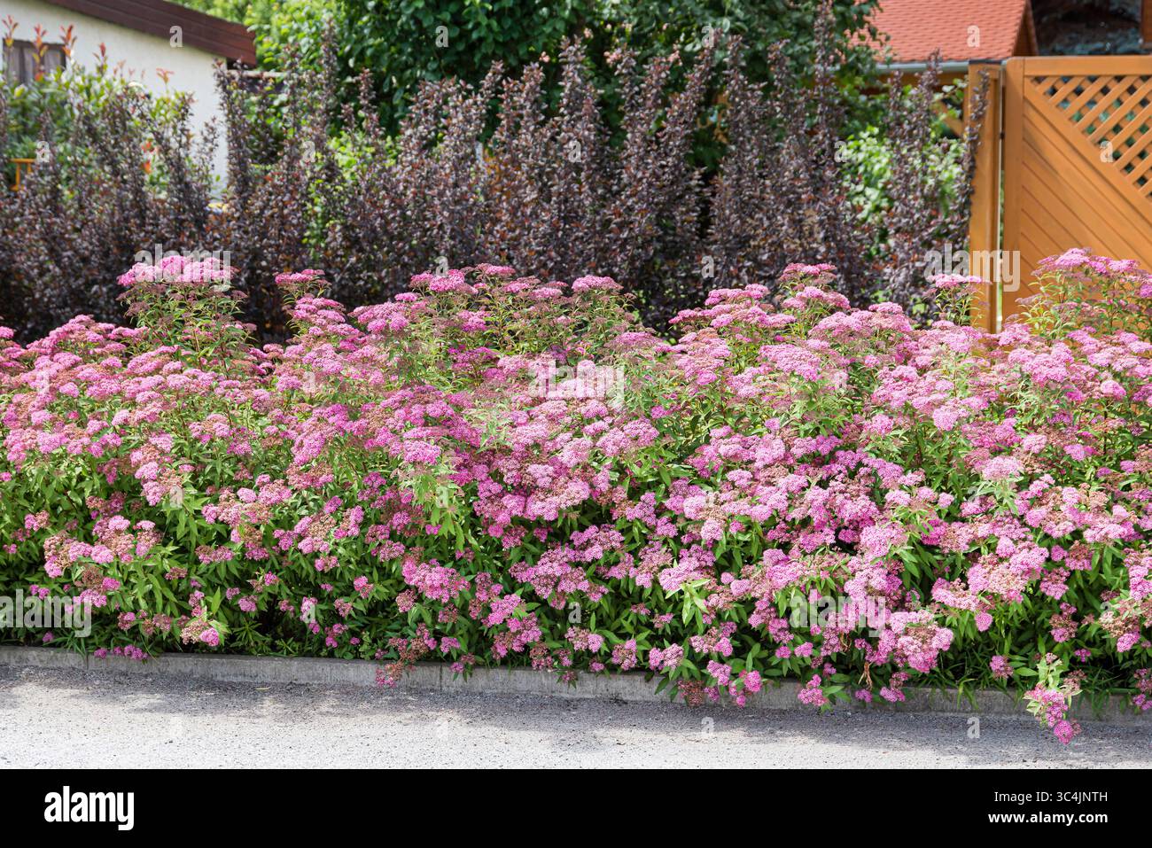 Japanese spirea (Spiraea japonica 'Anthony Waterer', Spiraea japonica ...