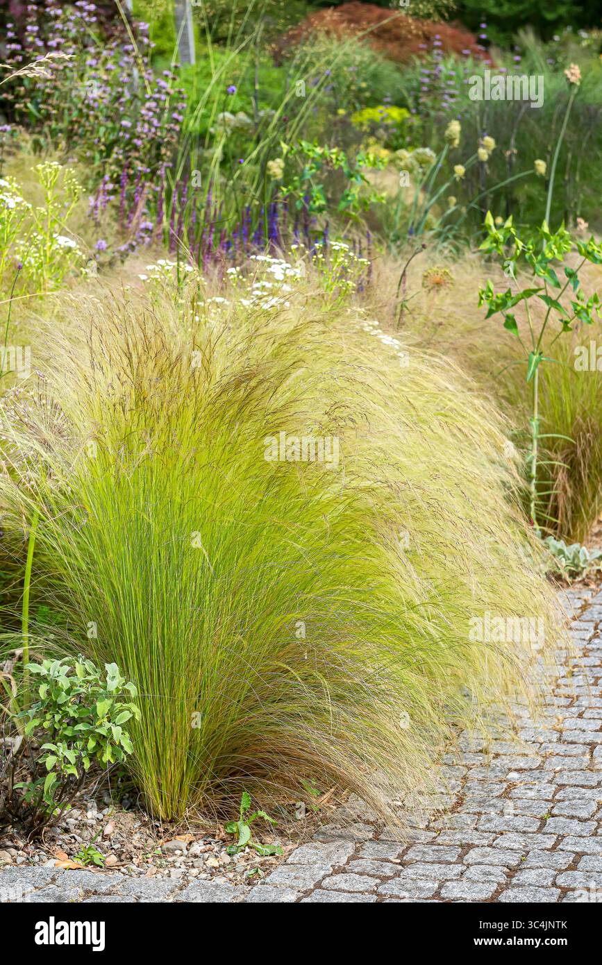 Argentine needle grasses hi-res stock photography and images - Alamy