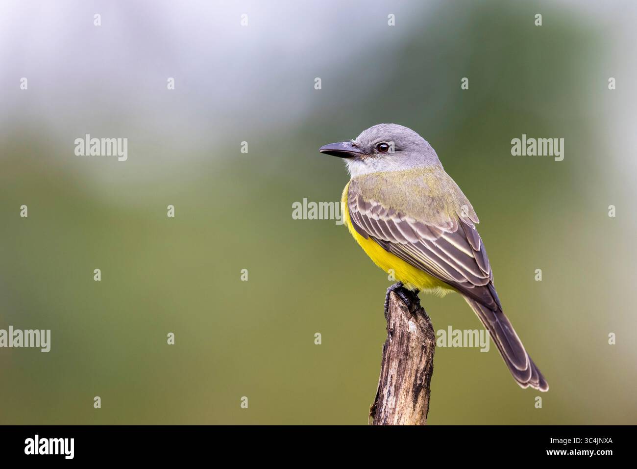 Tropical kingbird, Azara's kingbird, Gray-headed kiskadee, Grey-headed ...