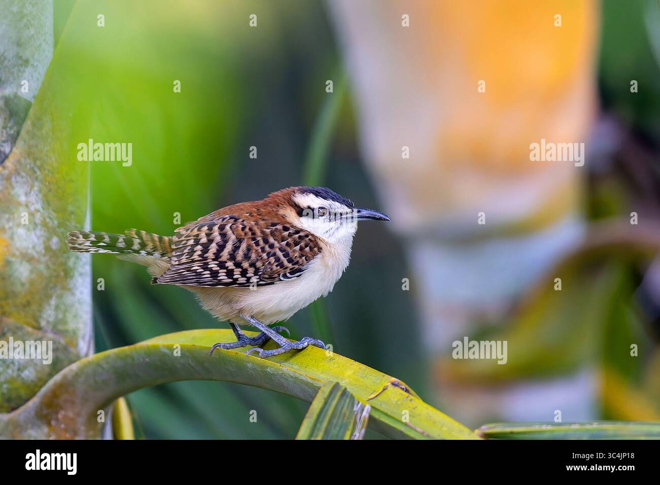 Rufous-backed wren (Campylorhynchus capistratus), sitting on a palm ...