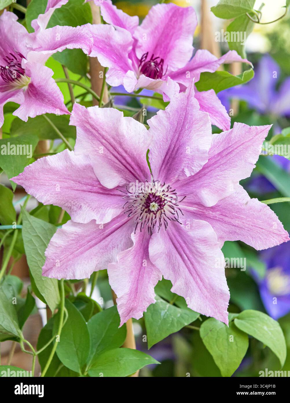 clematis, virgins-bower (Clematis 'Ohh La La', Clematis Ohh La La ...
