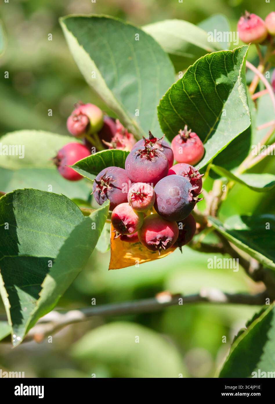 Lamarcks serviceberrys hi-res stock photography and images - Alamy