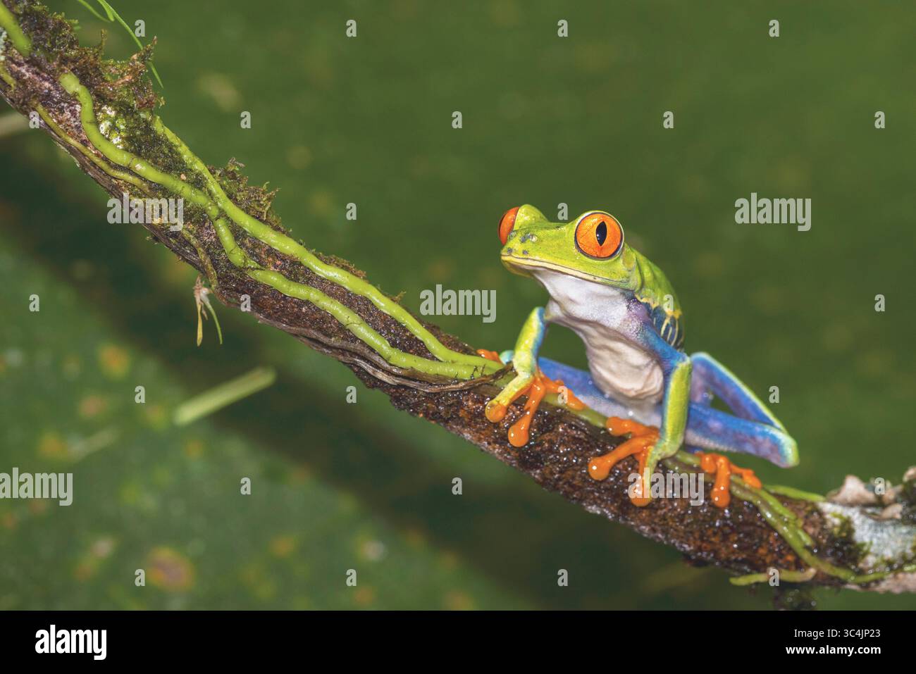 red-eyed treefrog, redeyed treefrog, redeye treefrog, red eye treefrog ...