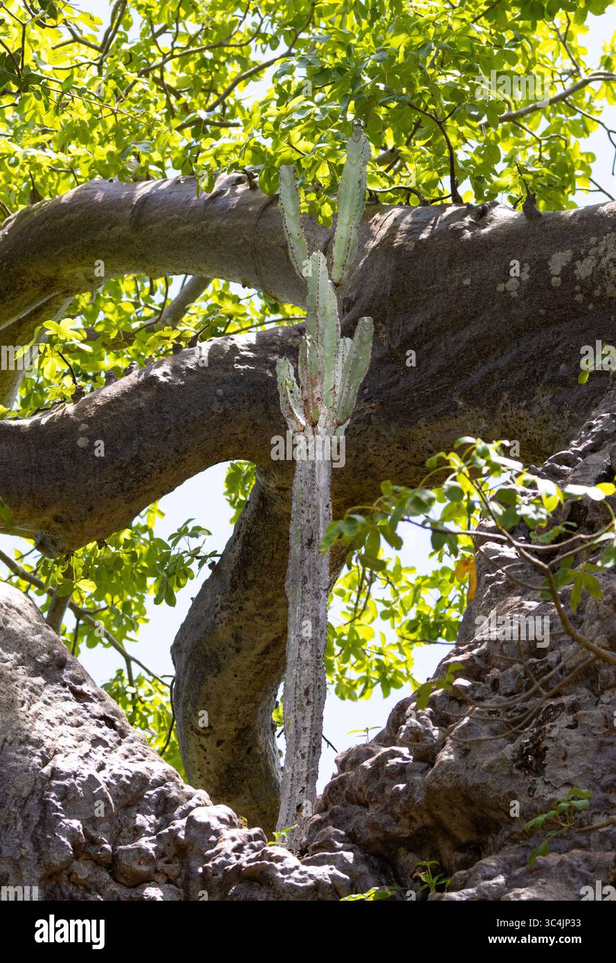 A young Candelabra Tree has taken root up in the branches of a massive ...