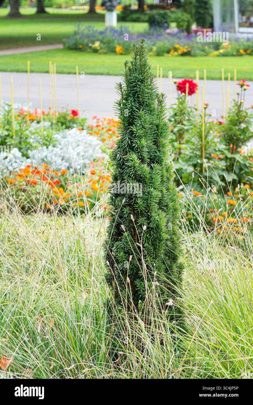European Yew (Taxus baccata 'Fastigiata Robusta'), column-shaped Stock ...