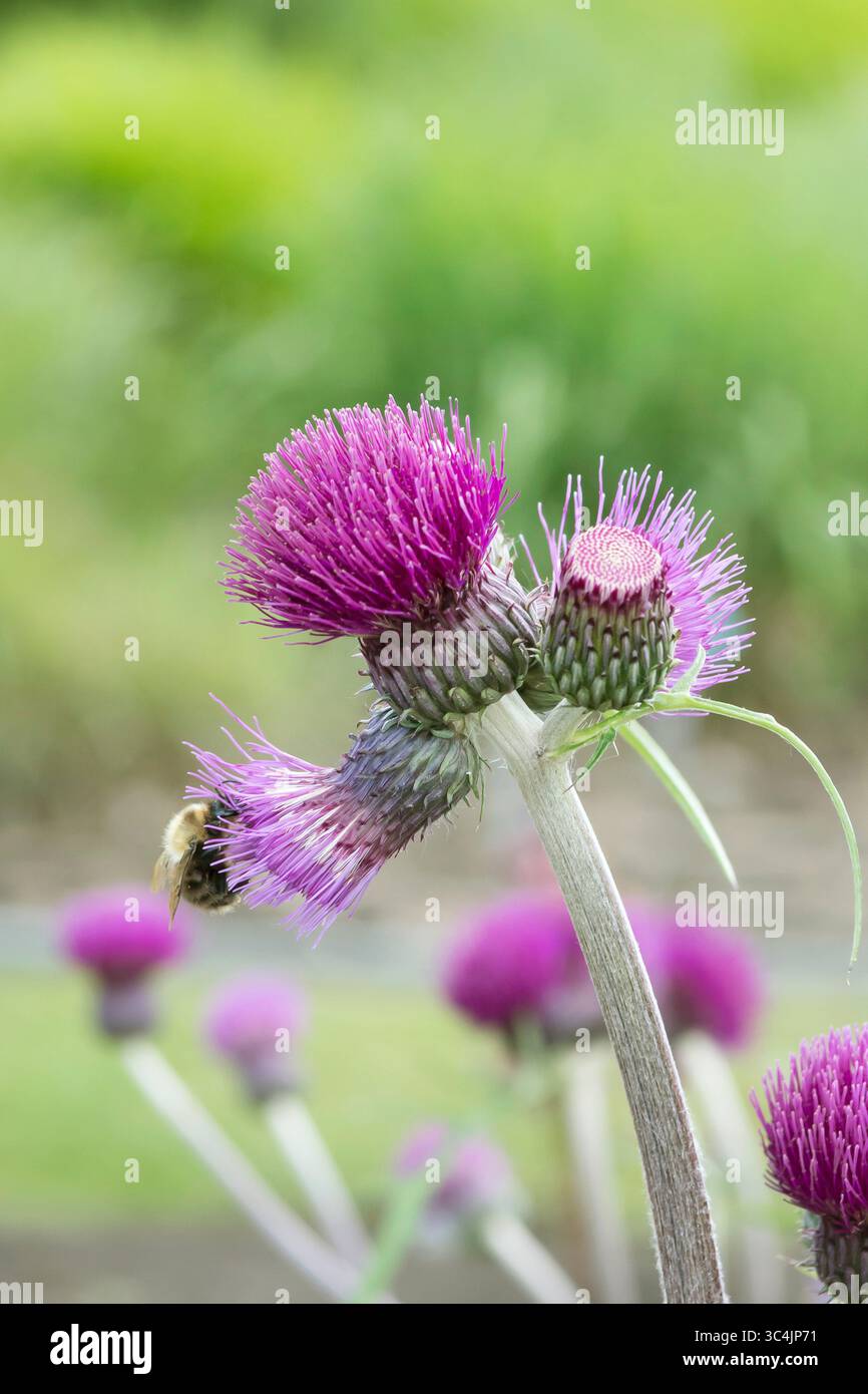 Brook thistle (Cirsium rivulare 'Trevors Blue Wonder', Cirsium rivulare ...