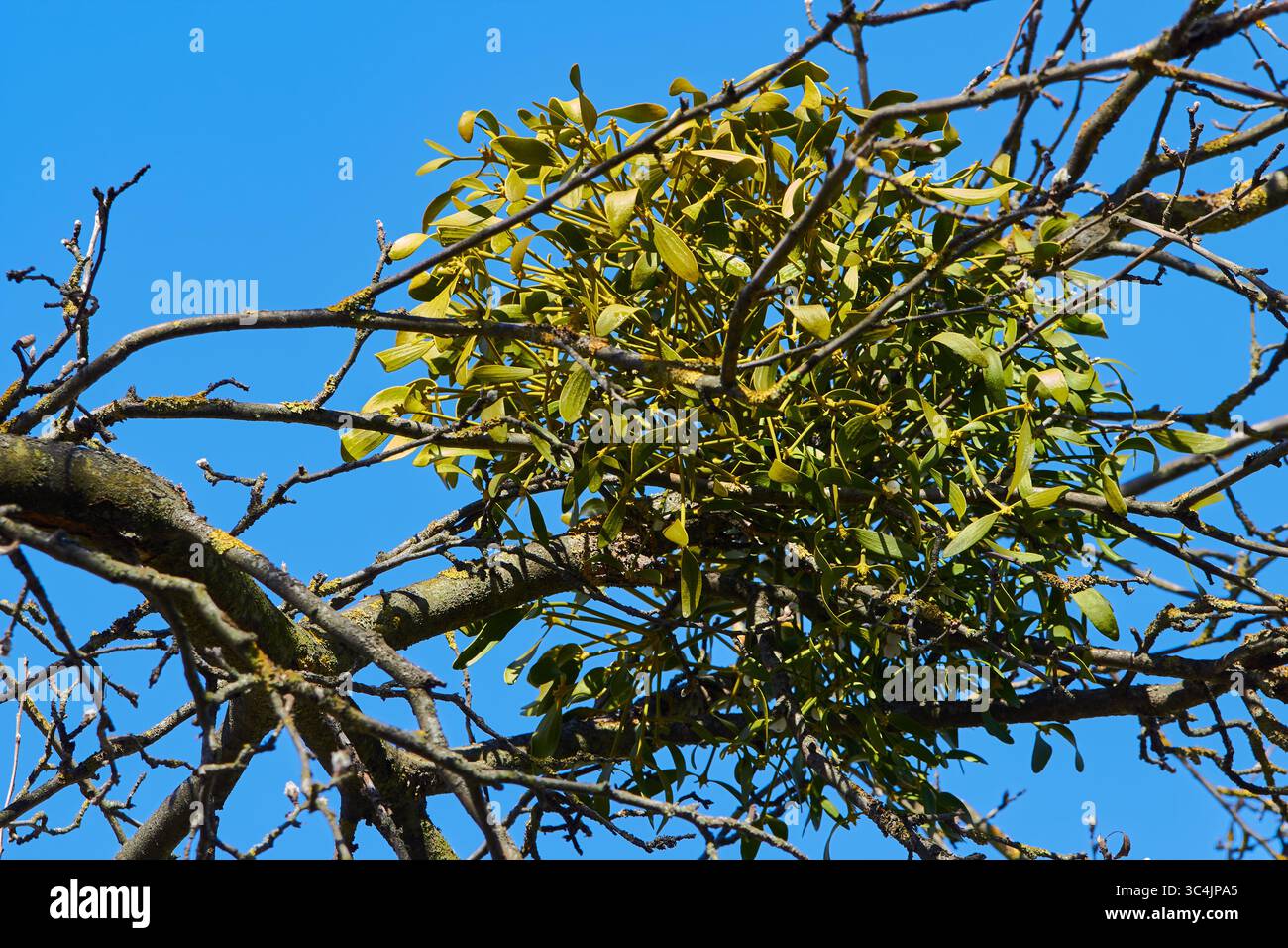 apple tree fell ill with the parasite Viscum album Stock Photo - Alamy