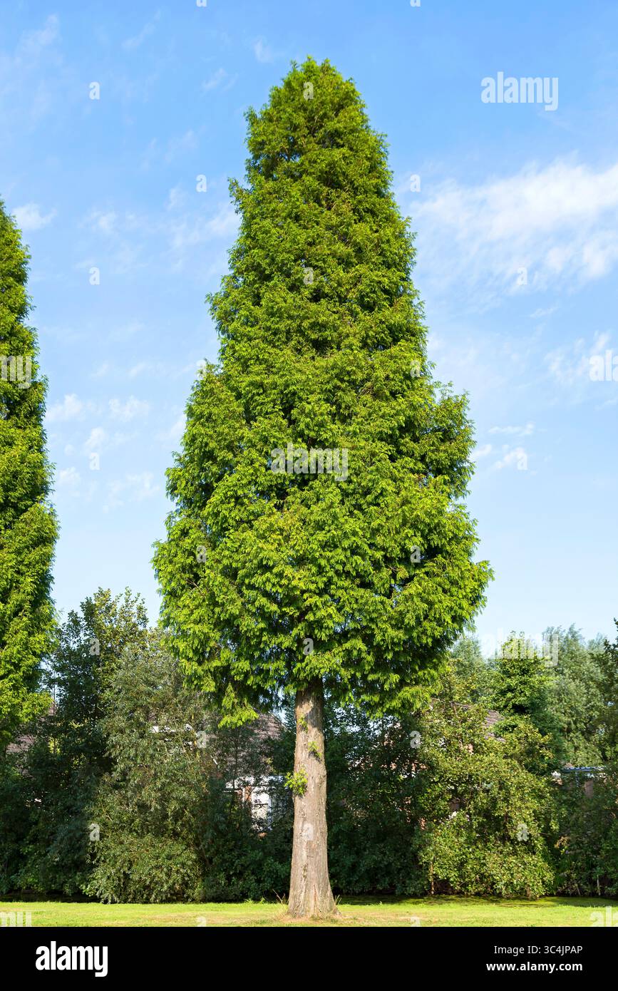 baldcypress, bald-cypress, southern cypress, tidewater cypress, red ...