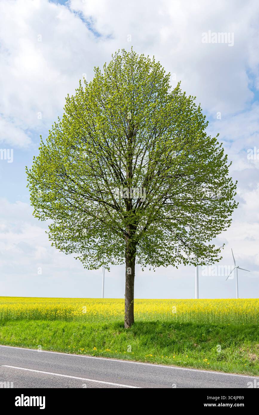 small-leaved lime, littleleaf linden, little-leaf linden (Tilia cordata ...