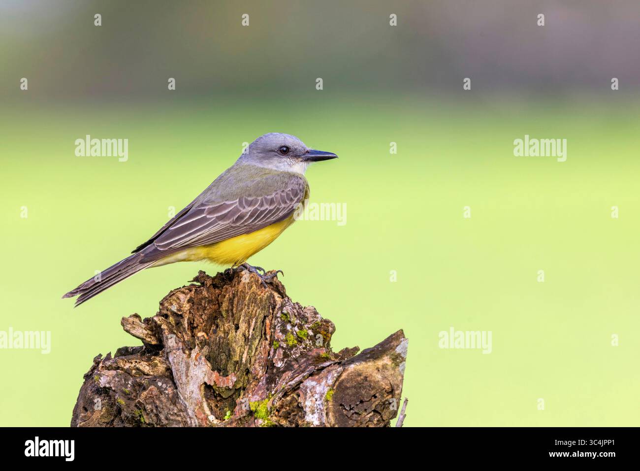 Melancholy kingbirds hi-res stock photography and images - Alamy