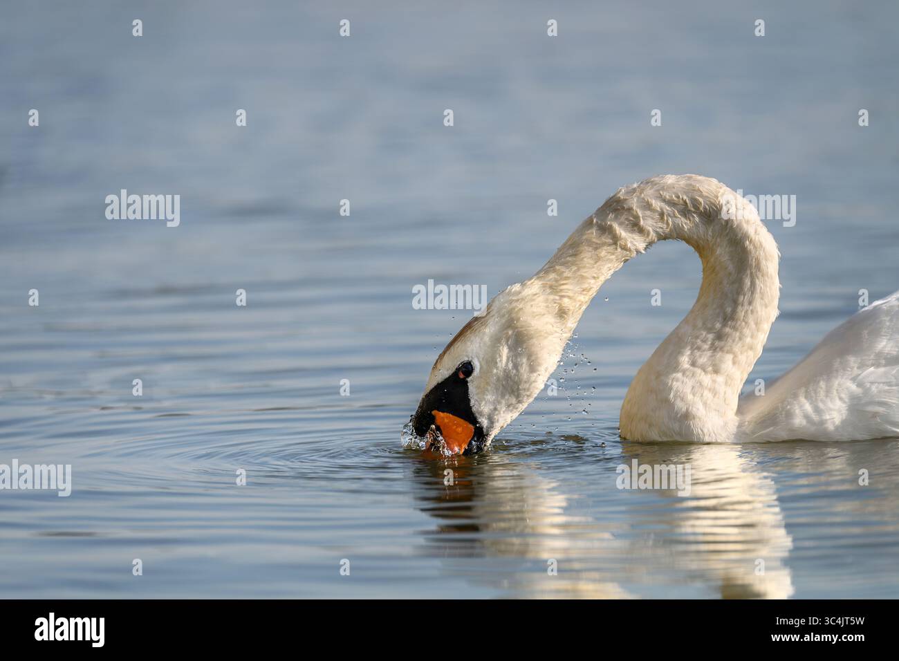 A white swan gracefully dips its head into the river, creating gentle ...
