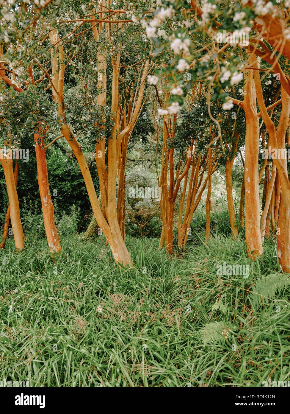 Luma apiculata hi-res stock photography and images - Alamy