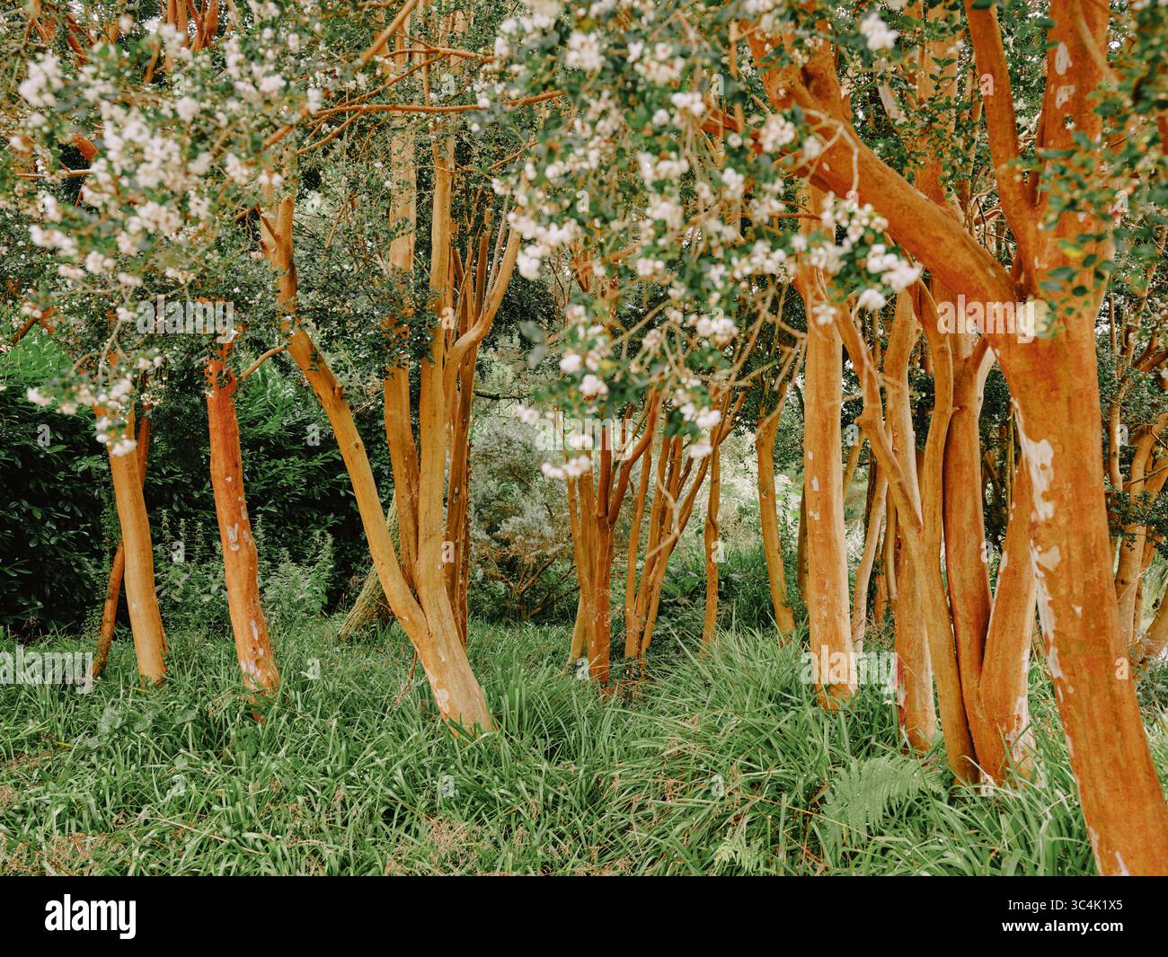 Luma apiculata hi-res stock photography and images - Alamy