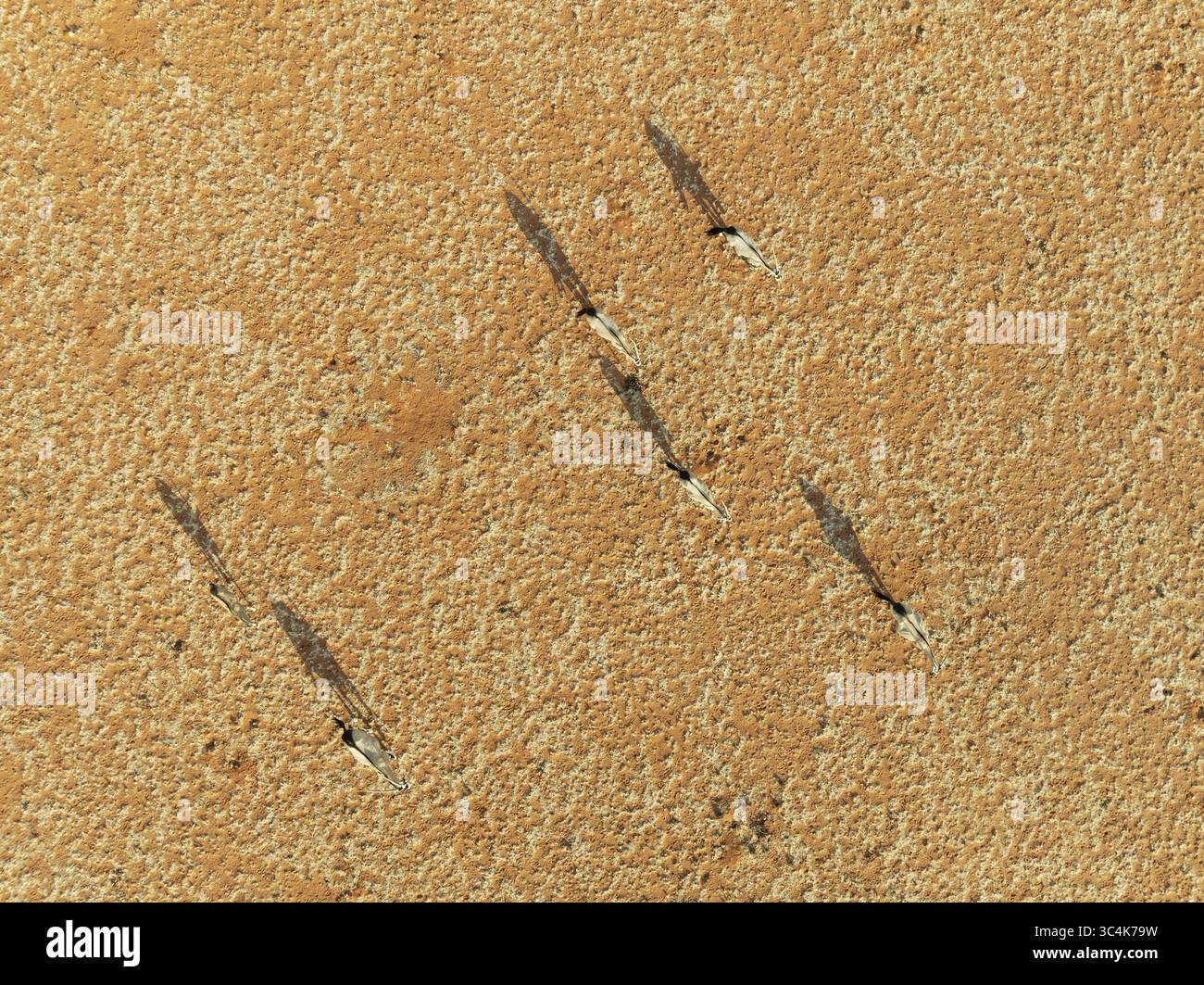Aerial view of the stark, sun-baked Namib Desert, where a herd of Oryx ...