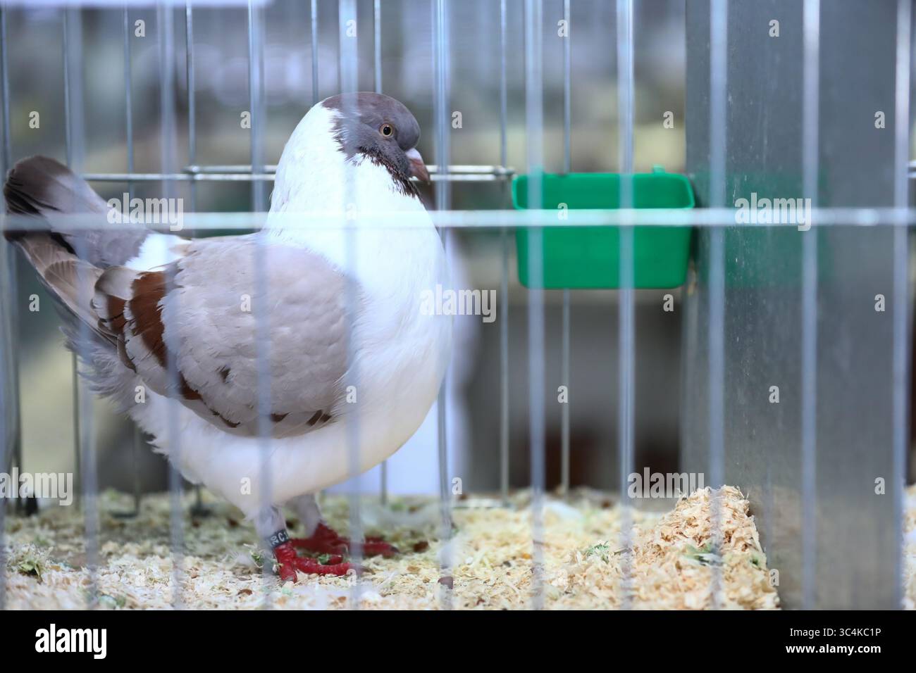 Large show pigeon in a cage awaiting judging at an agricultural show ...