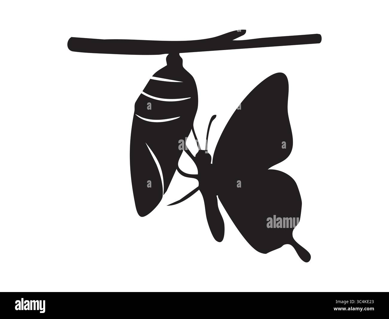 Black silhouette of butterfly and chrysalis hanging on branch, isolated ...