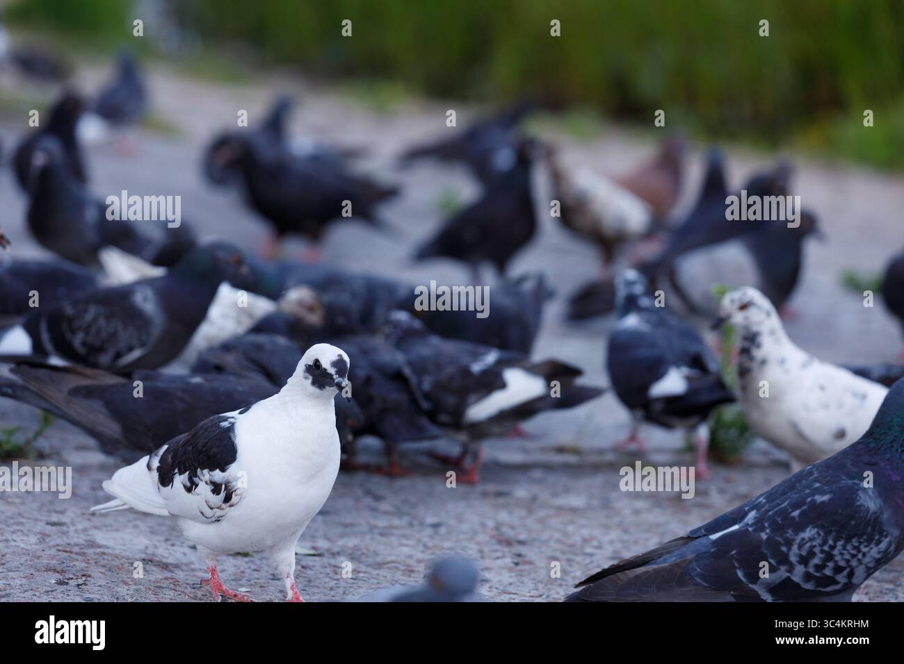 A Diverse Gathering of Pigeons in a Natural Environment: Capturing the ...
